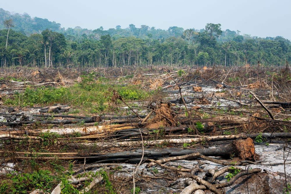 Navigating the EU Deforestation Regulation: What It Means for Academic ...